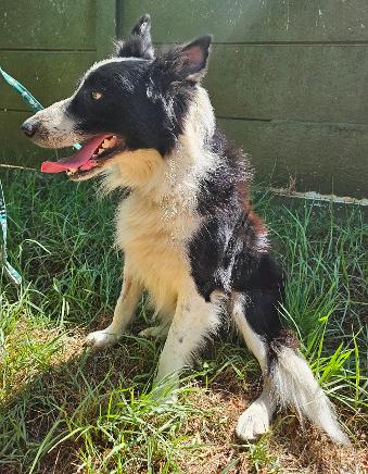 Adoption of Border Collies | Border Collie Rescue | Cape Town