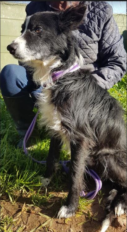 Adoption of Border Collies | Border Collie Rescue | Cape Town